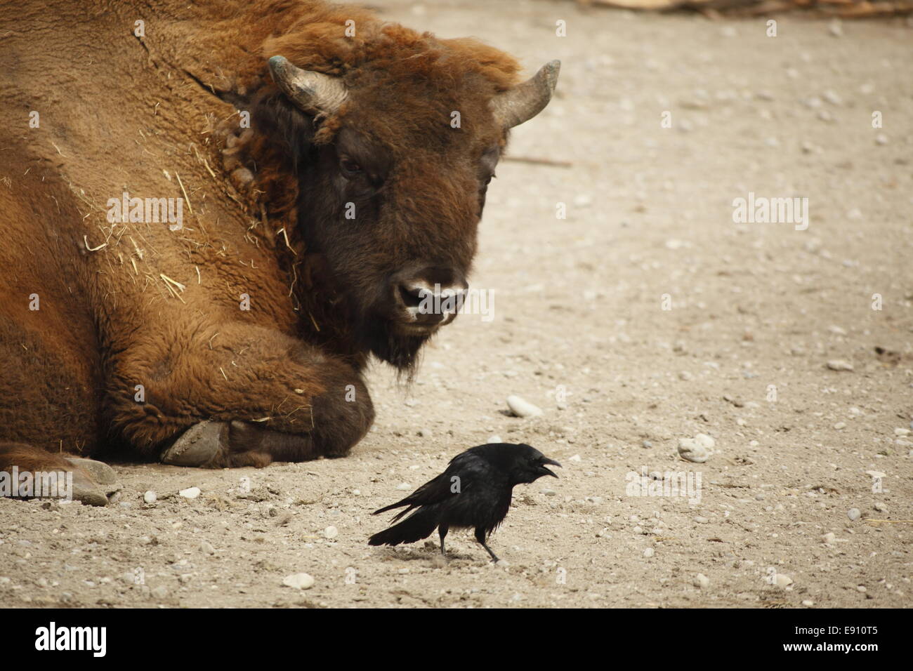 Raven bison hi-res stock photography and images - Alamy