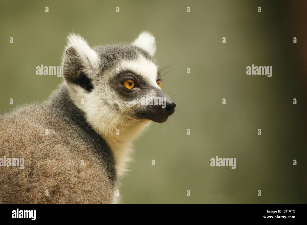 Maki affe hi-res stock photography and images - Alamy