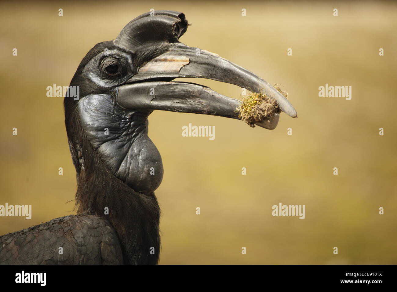 Horn feather hi-res stock photography and images - Alamy