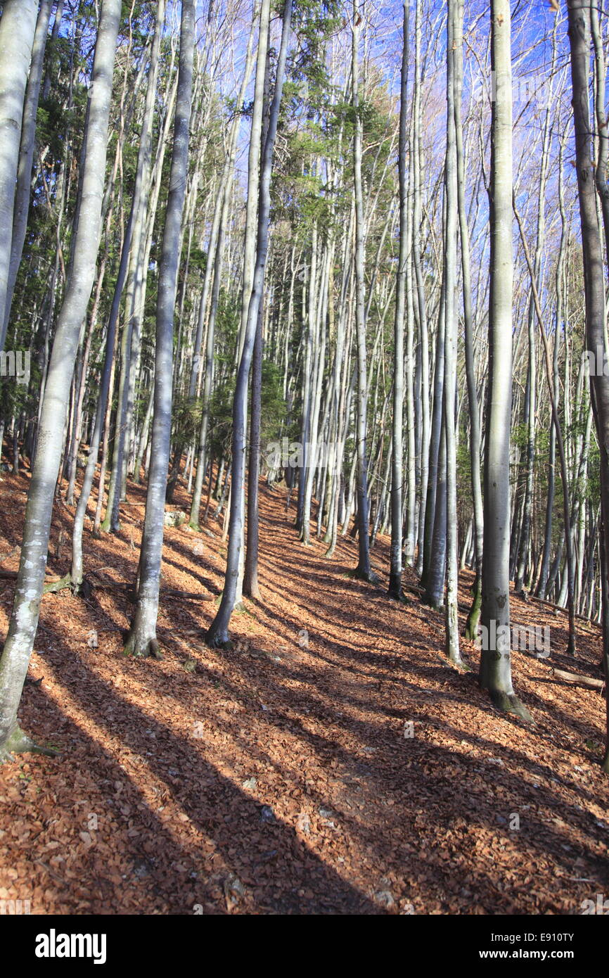 Green hell forest hi-res stock photography and images - Alamy