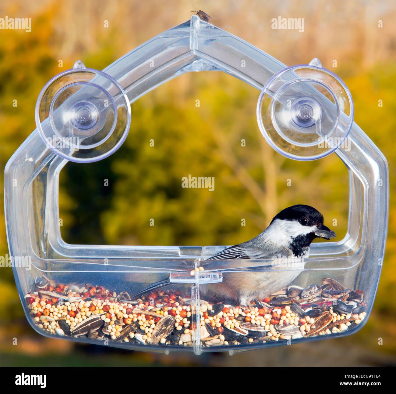 Birdfeed hi-res stock photography and images - Alamy