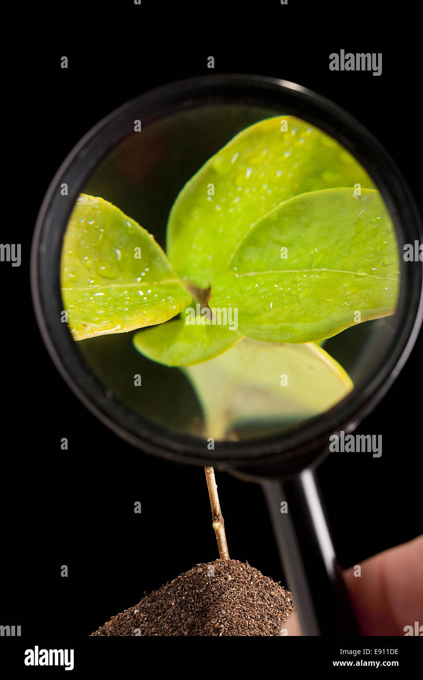 Scientist magnifying glass leaf hi-res stock photography and images - Alamy