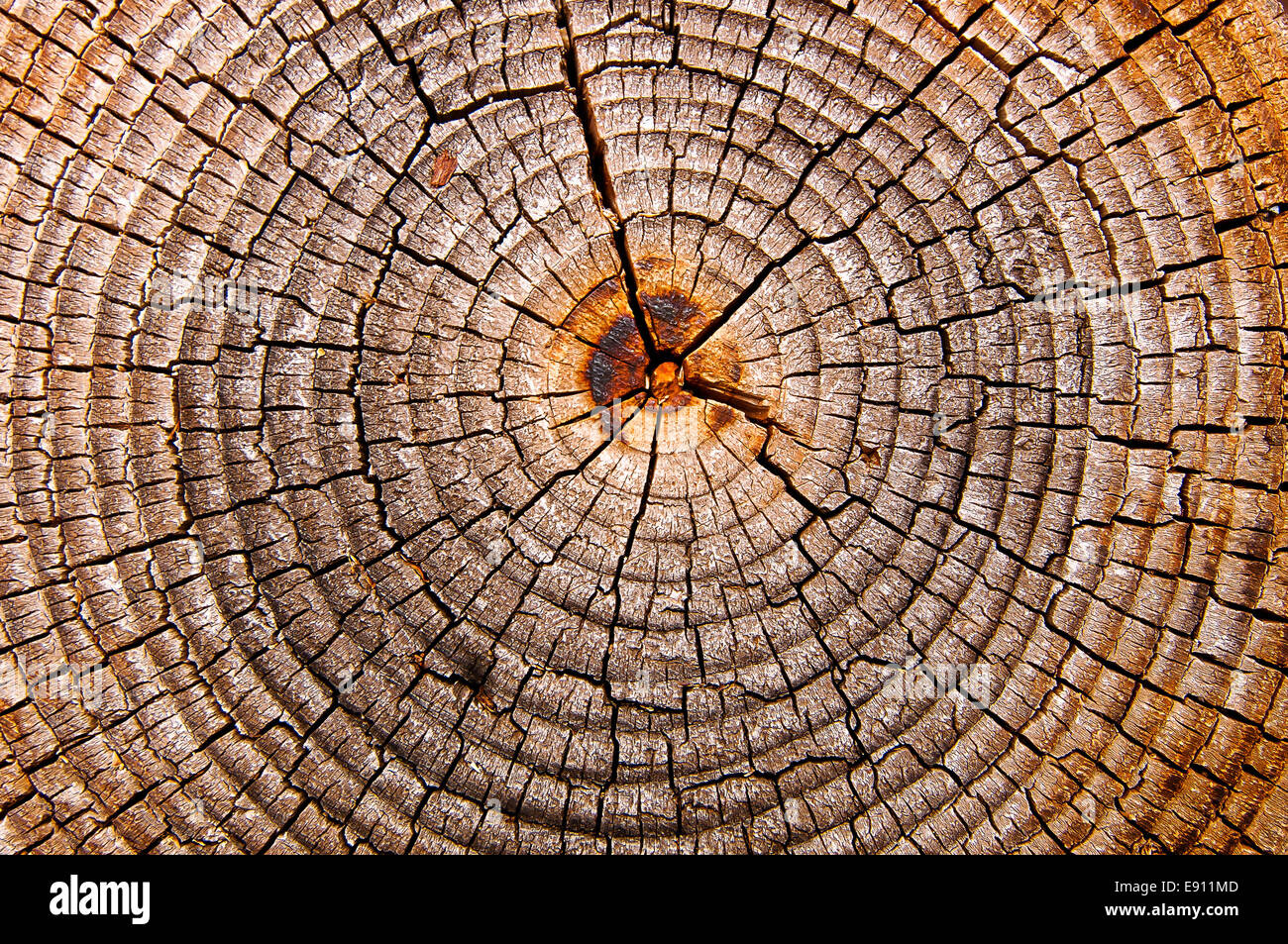 Tree grate hi-res stock photography and images - Alamy