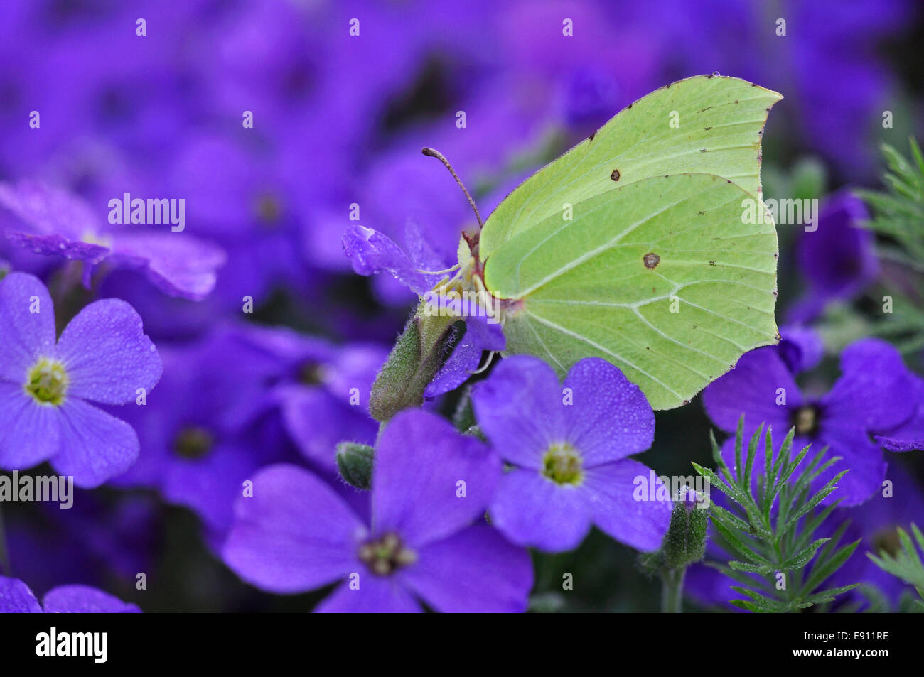 Yellow butterfly brimstone sulphur hi-res stock photography and images ...