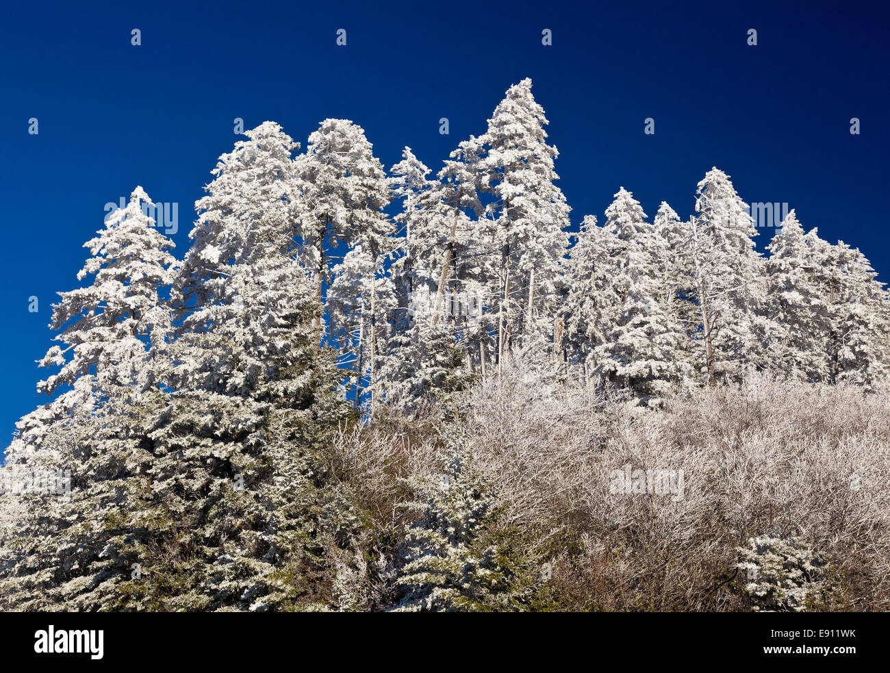 Snow capped trees mountains in hi-res stock photography and images - Alamy