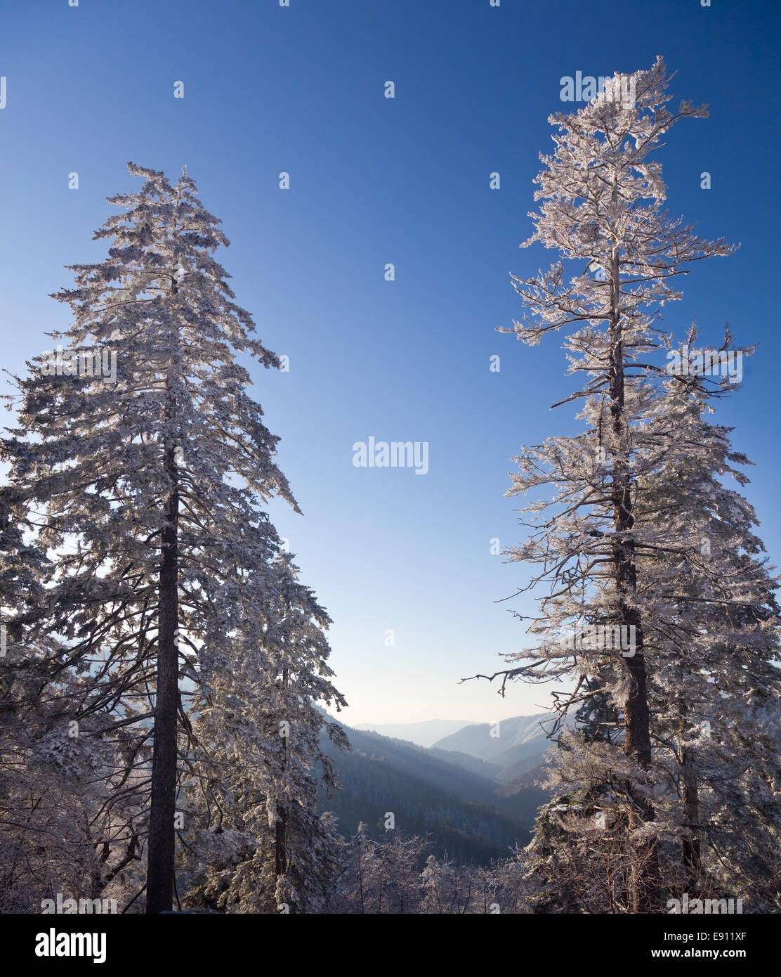 Pine trees covered in snow on skyline Stock Photo - Alamy