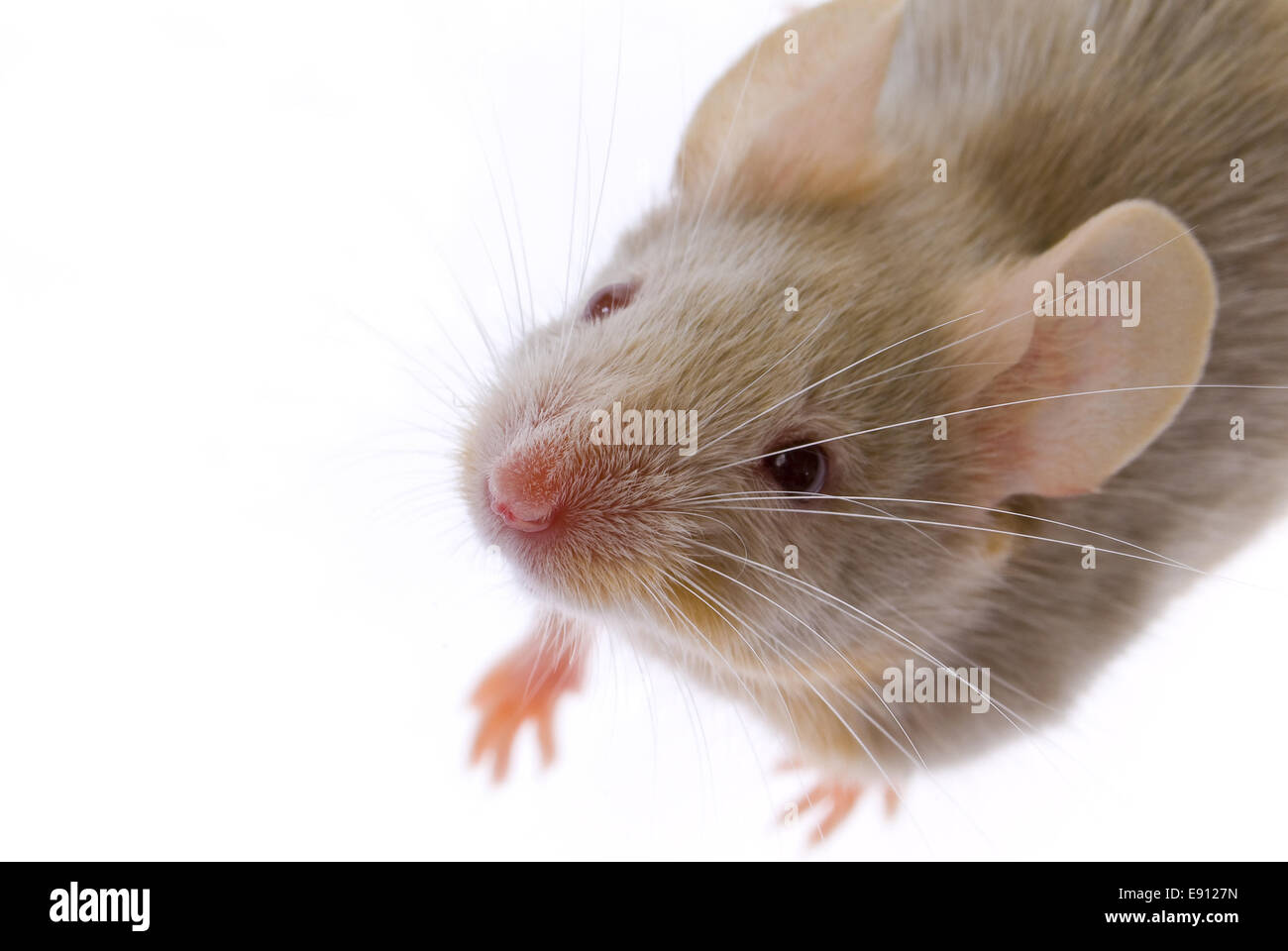 Foot mouse hi-res stock photography and images - Alamy