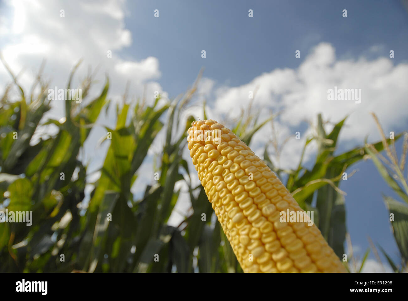 Maize plants hi-res stock photography and images - Alamy
