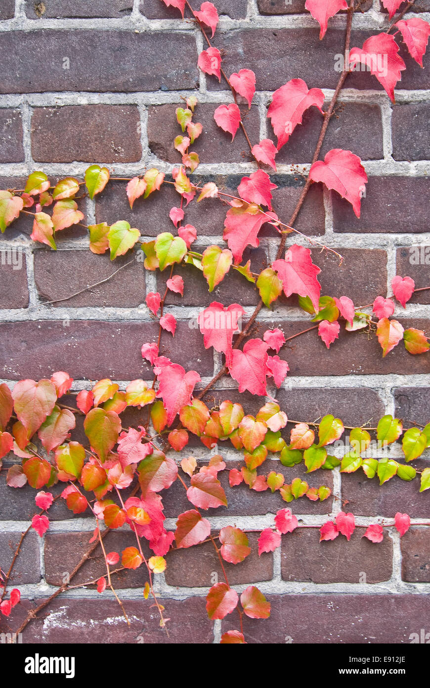 Ivy in autumn hi-res stock photography and images - Alamy