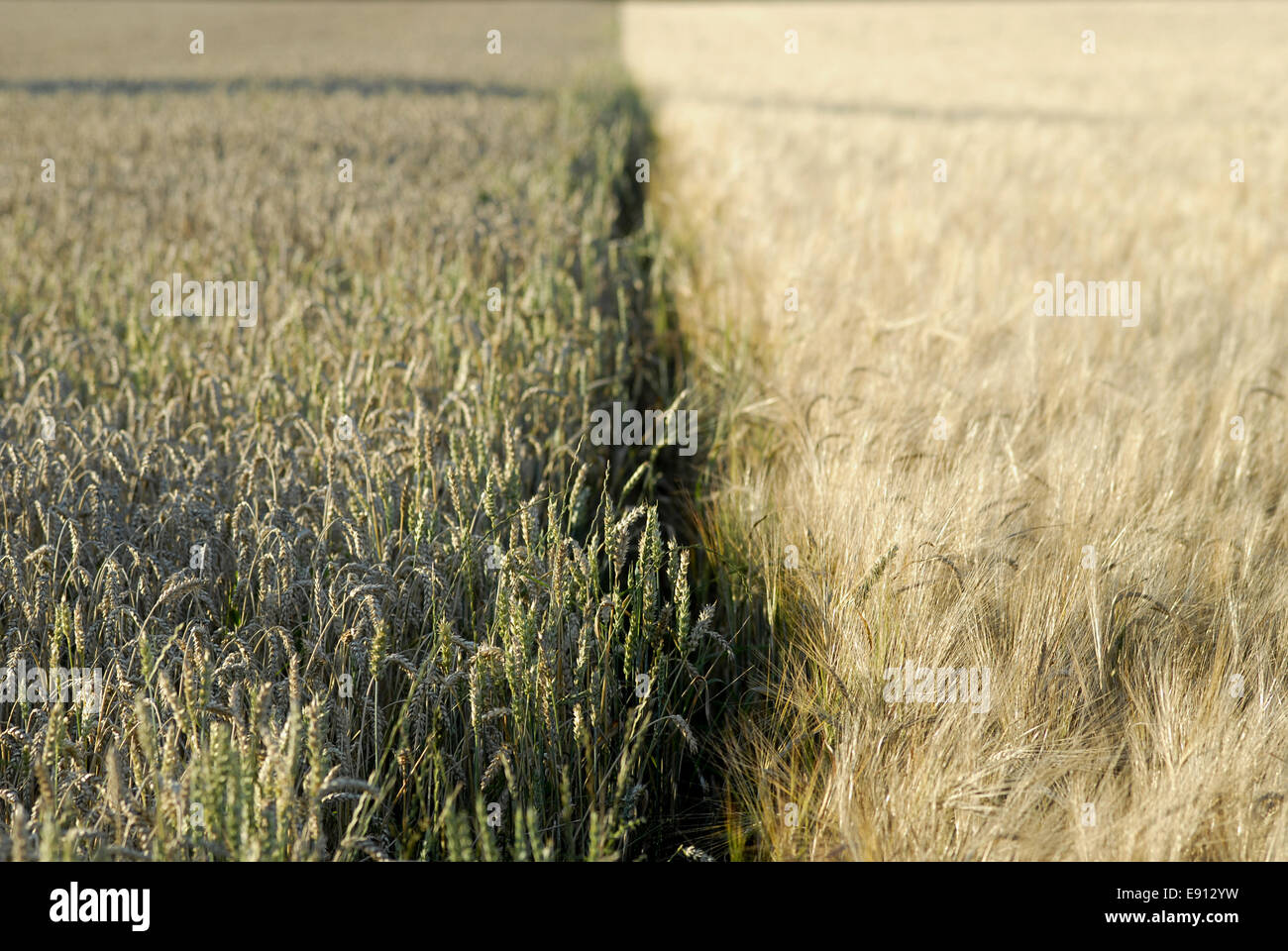 Wheat and rye field Stock Photo - Alamy
