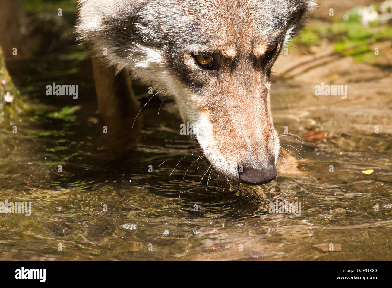 Drinking european wolf hi-res stock photography and images - Alamy