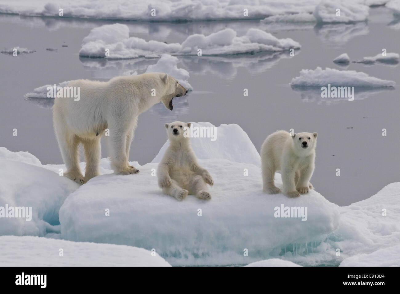 polar bear and cubs on ice Stock Photo - Alamy