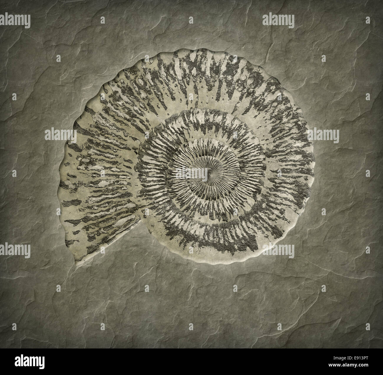 Petrification hi-res stock photography and images - Alamy