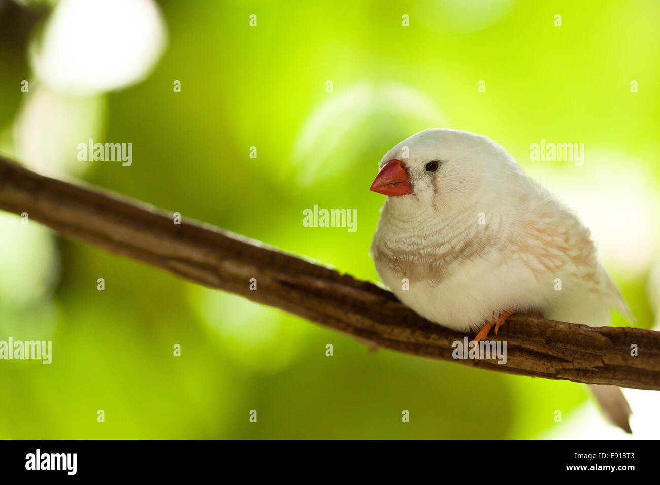 Zebra finch colors hi-res stock photography and images - Alamy