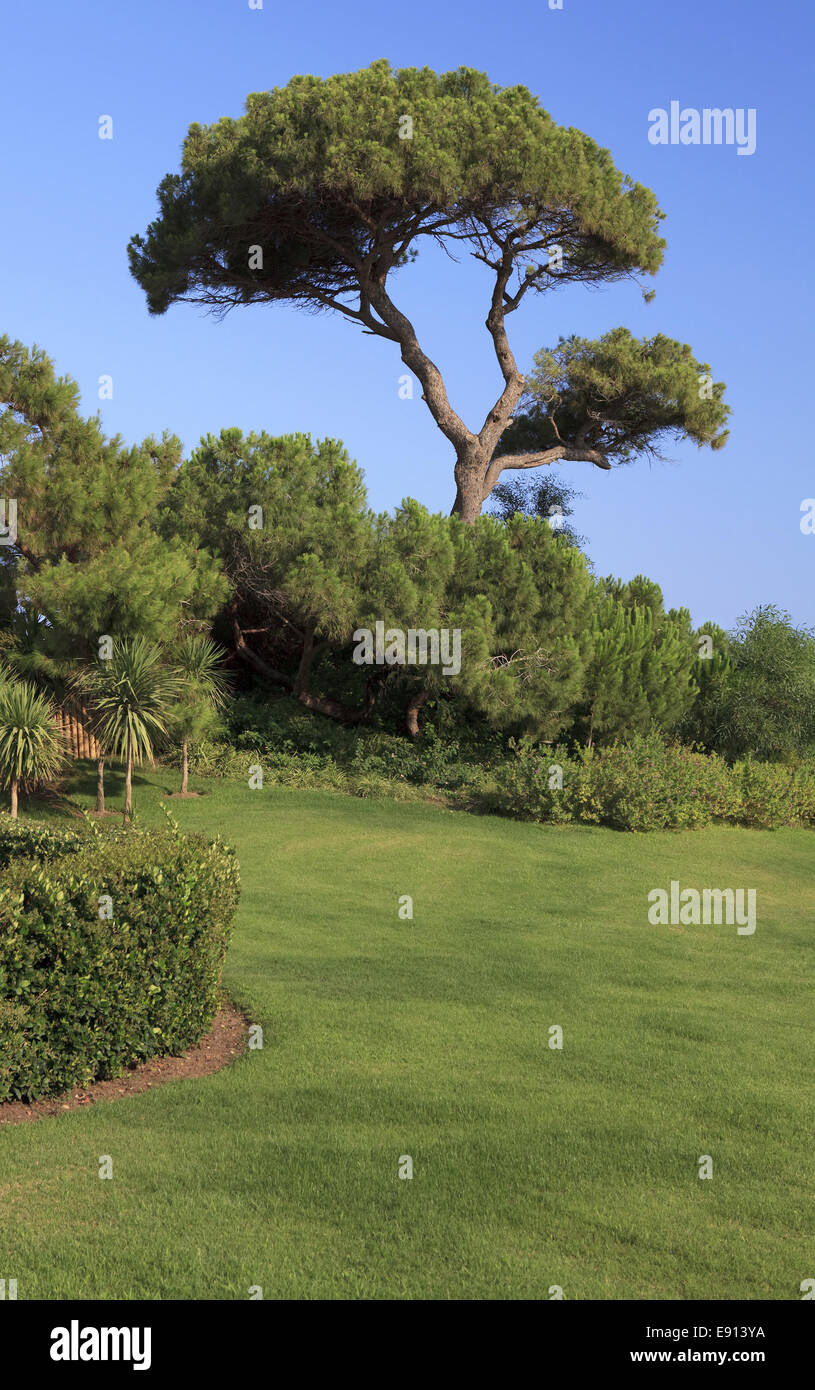Pinus pinea branch hi-res stock photography and images - Alamy