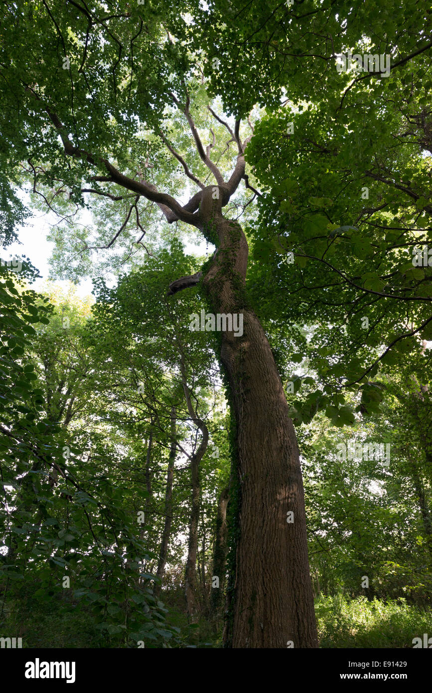 Ancient tree canopy uk hi-res stock photography and images - Alamy