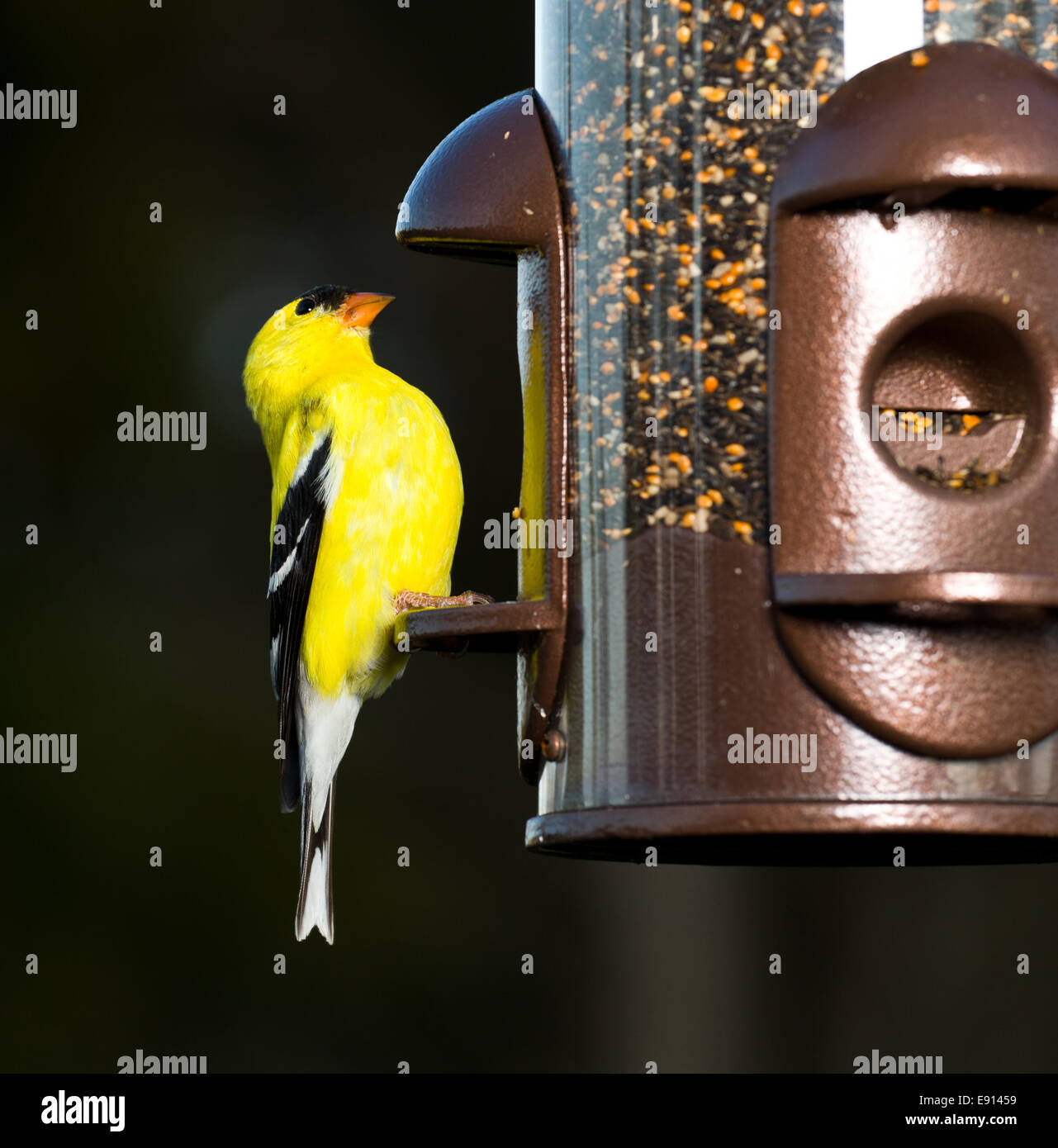 Goldfinch eating from bird feeder Stock Photo - Alamy
