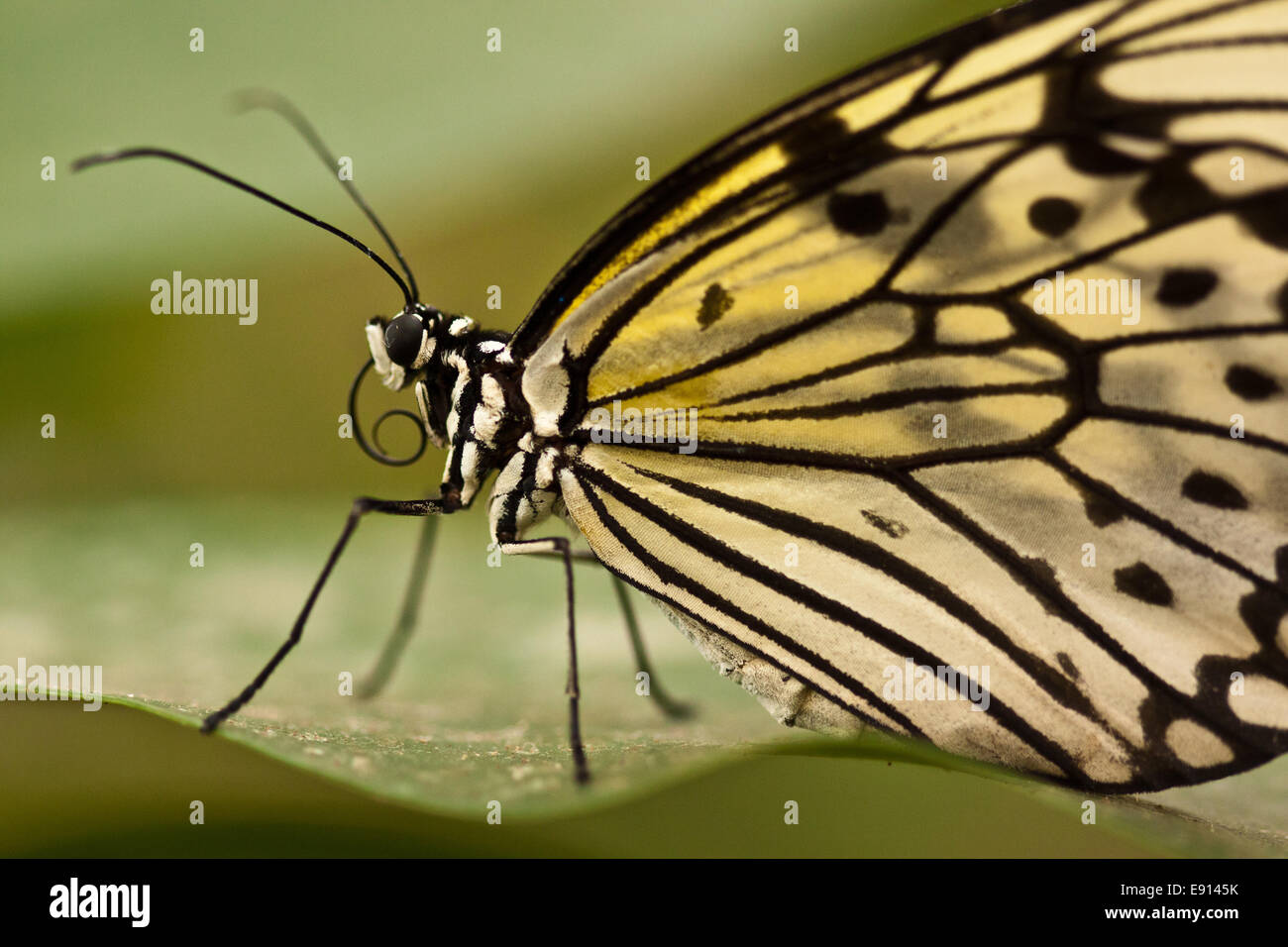 Paper kite butterfly flying hi-res stock photography and images - Alamy