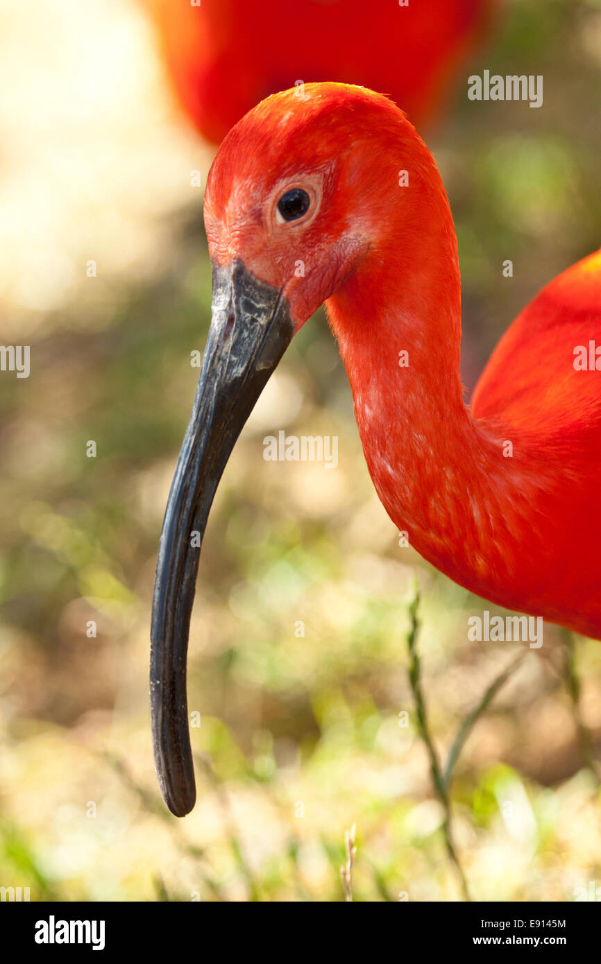 Roter ibis hi-res stock photography and images - Alamy