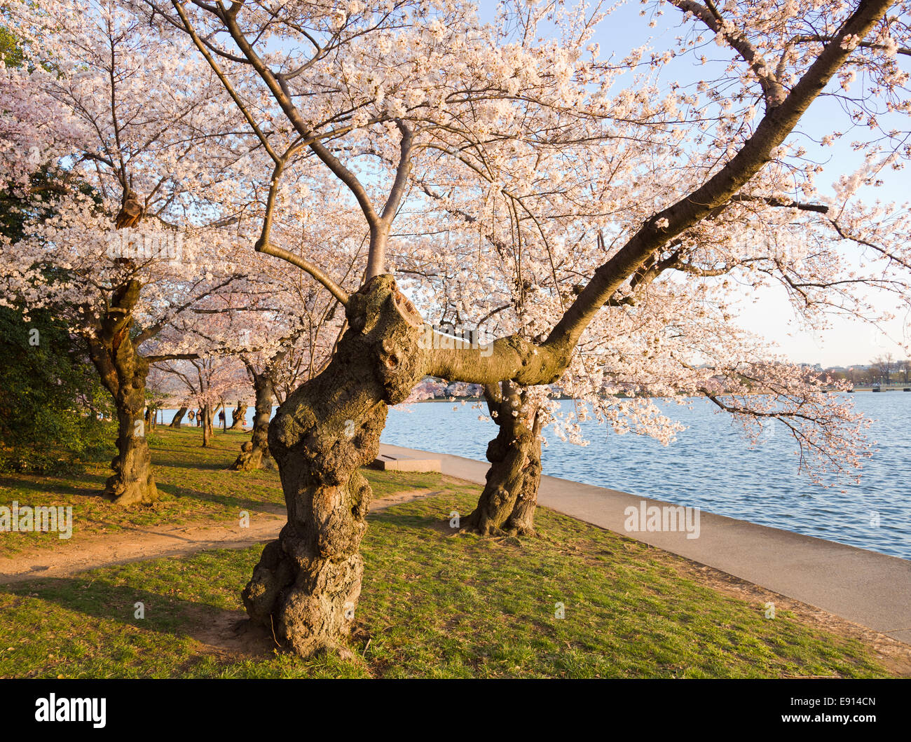 Cherry Blossom Trees by Tidal Basin Stock Photo - Alamy