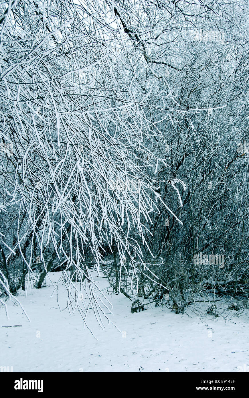 Winter trees background Stock Photo - Alamy