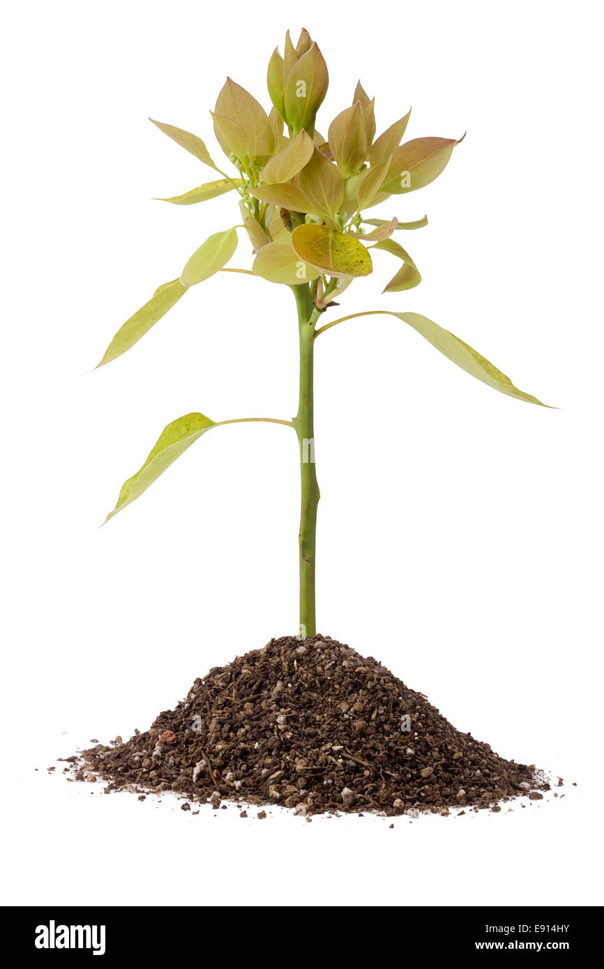 The tree of motivation Cut Out Stock Images & Pictures - Alamy