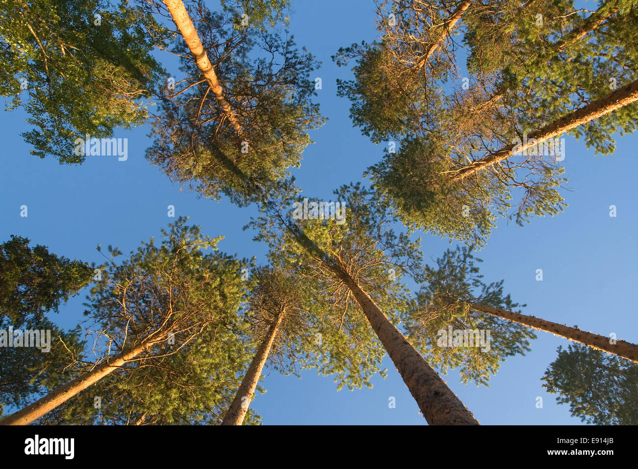 Tops of pine-trees against blue clear sky Stock Photo - Alamy