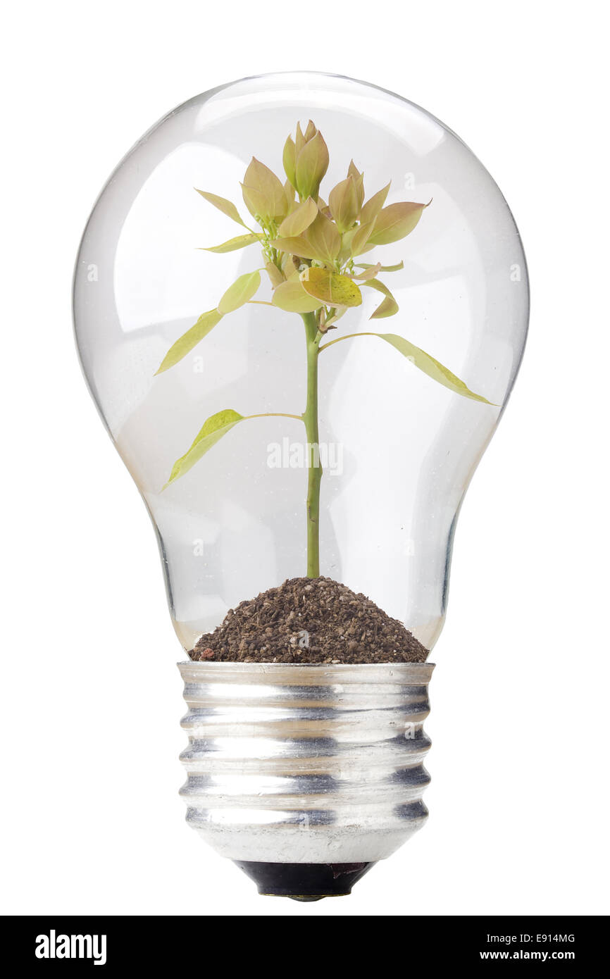 Seedling in Light Bulb Stock Photo - Alamy