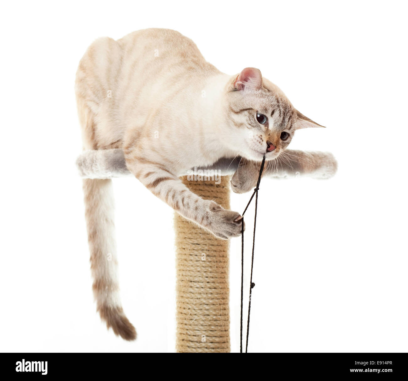 Rope cat hi-res stock photography and images - Alamy