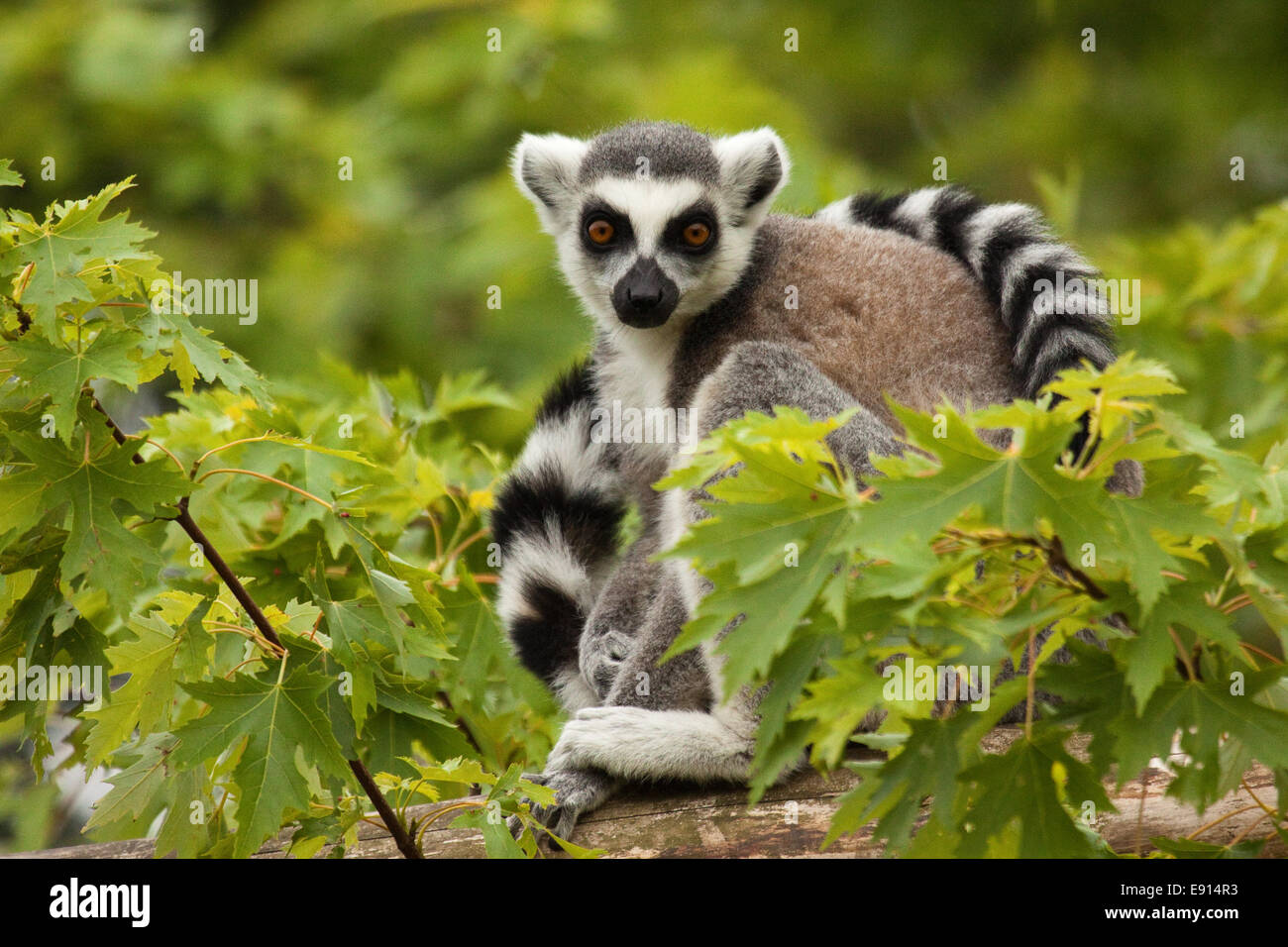 Zoo affengehege hi-res stock photography and images - Alamy