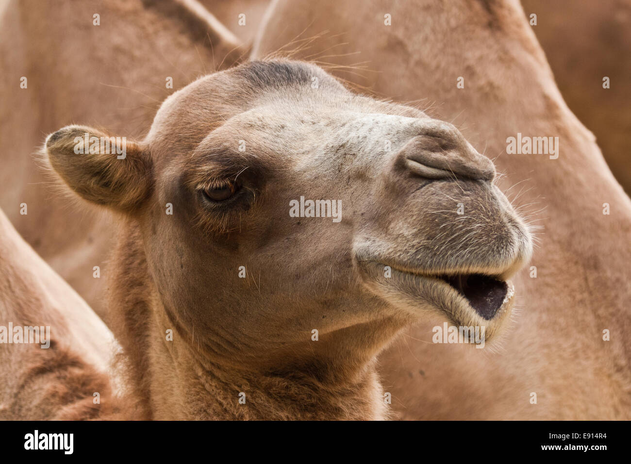 Bactri hi-res stock photography and images - Alamy