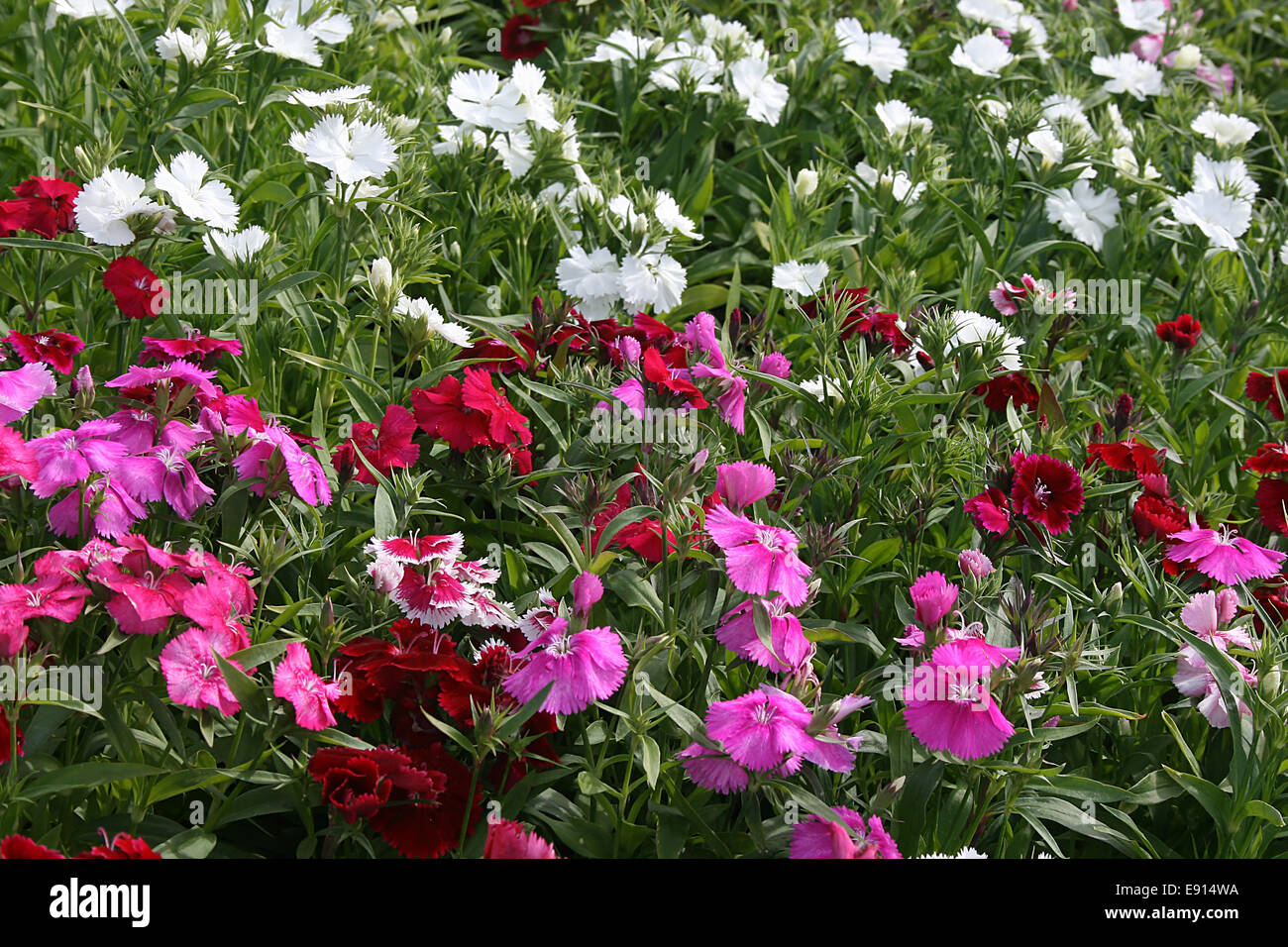 Variety of Flowers Stock Photo - Alamy