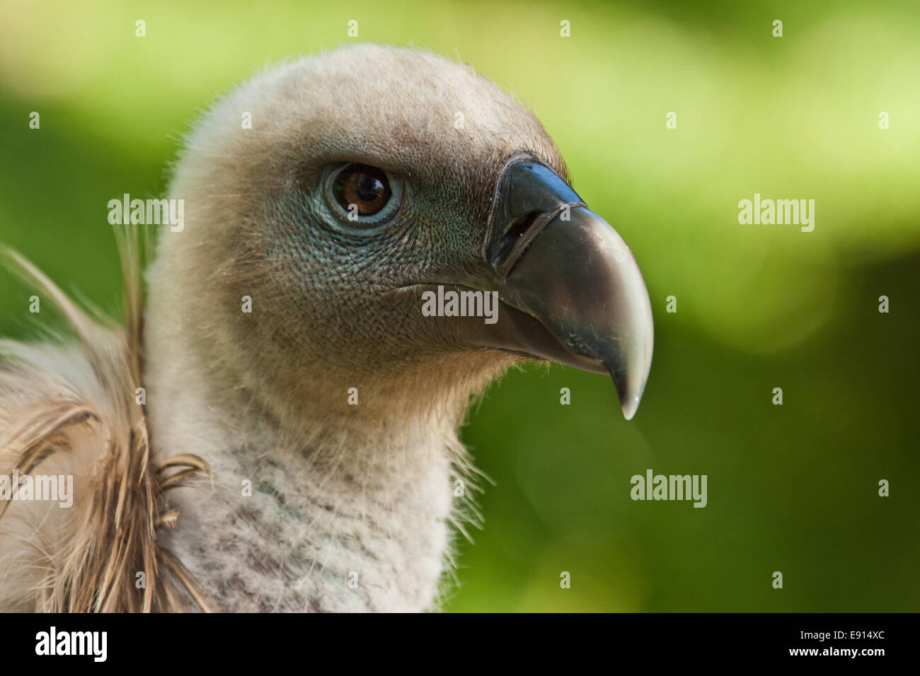 Zoo voliere hi-res stock photography and images - Alamy