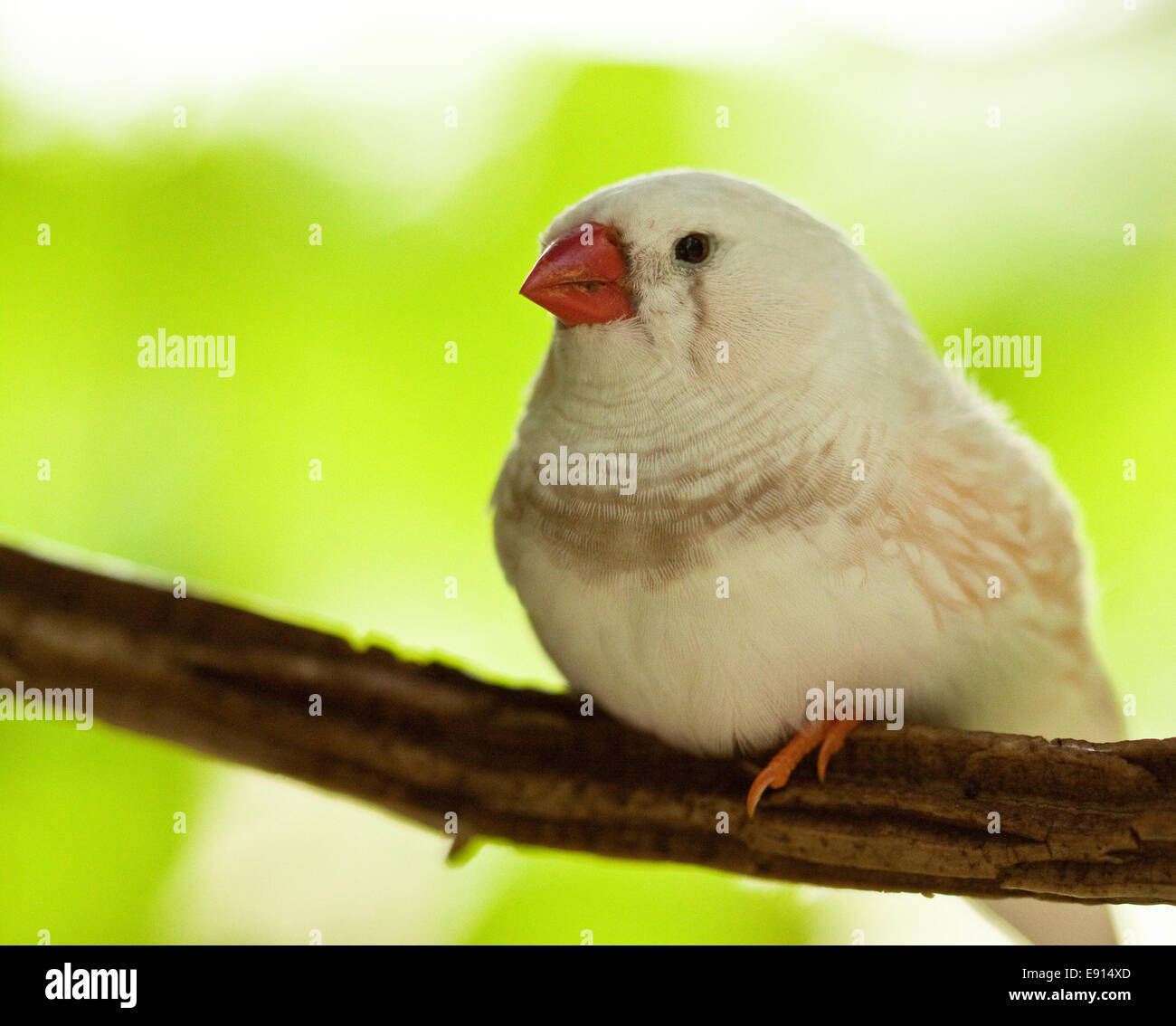 White Zebra Finches