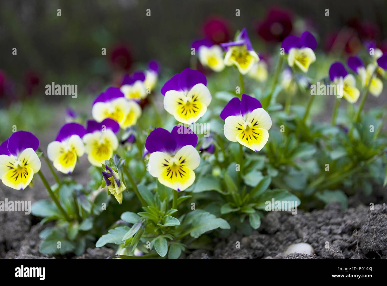 yellow and purple violets Stock Photo - Alamy