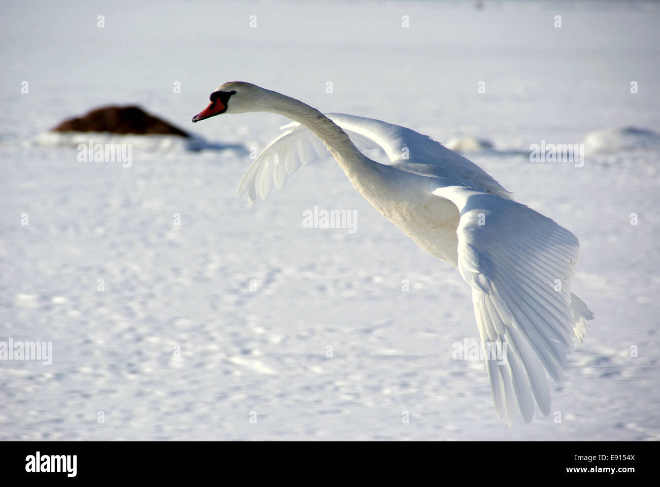 Swan loyalty hi-res stock photography and images - Alamy