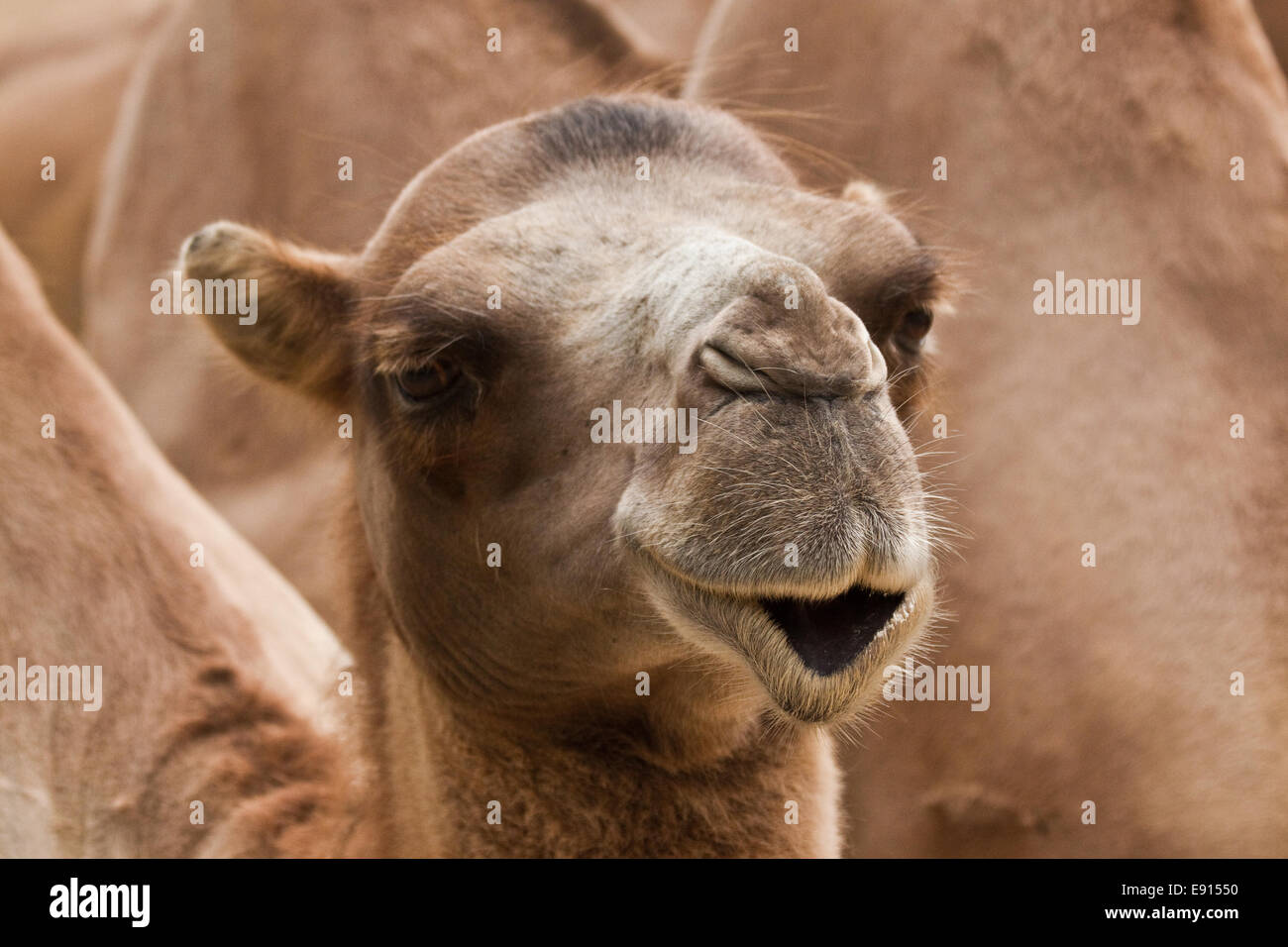 Baktrisches camel hi-res stock photography and images - Alamy