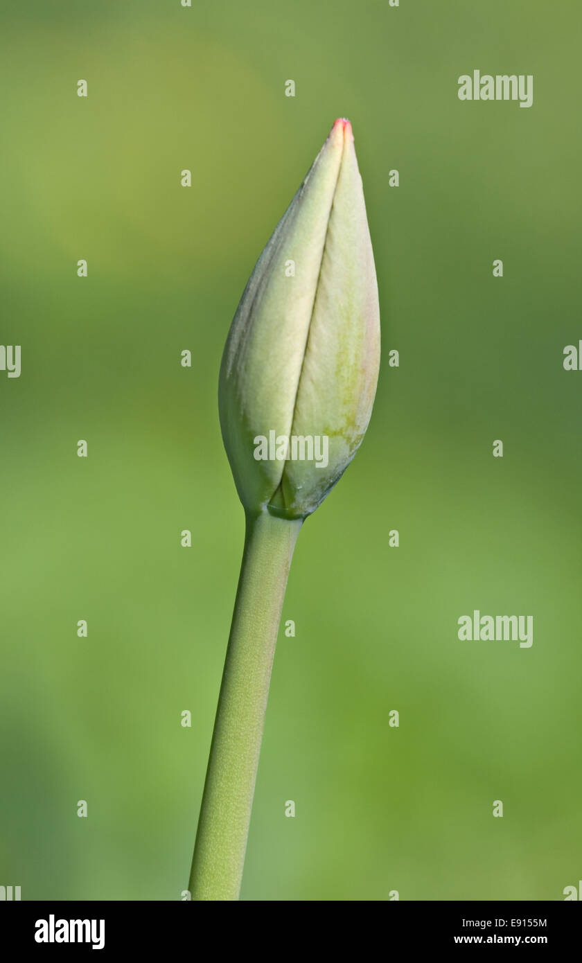 Tulip growth stage hi-res stock photography and images - Alamy