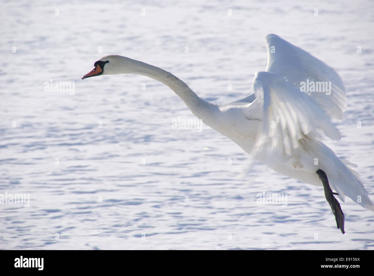 Swan loyalty hi-res stock photography and images - Alamy