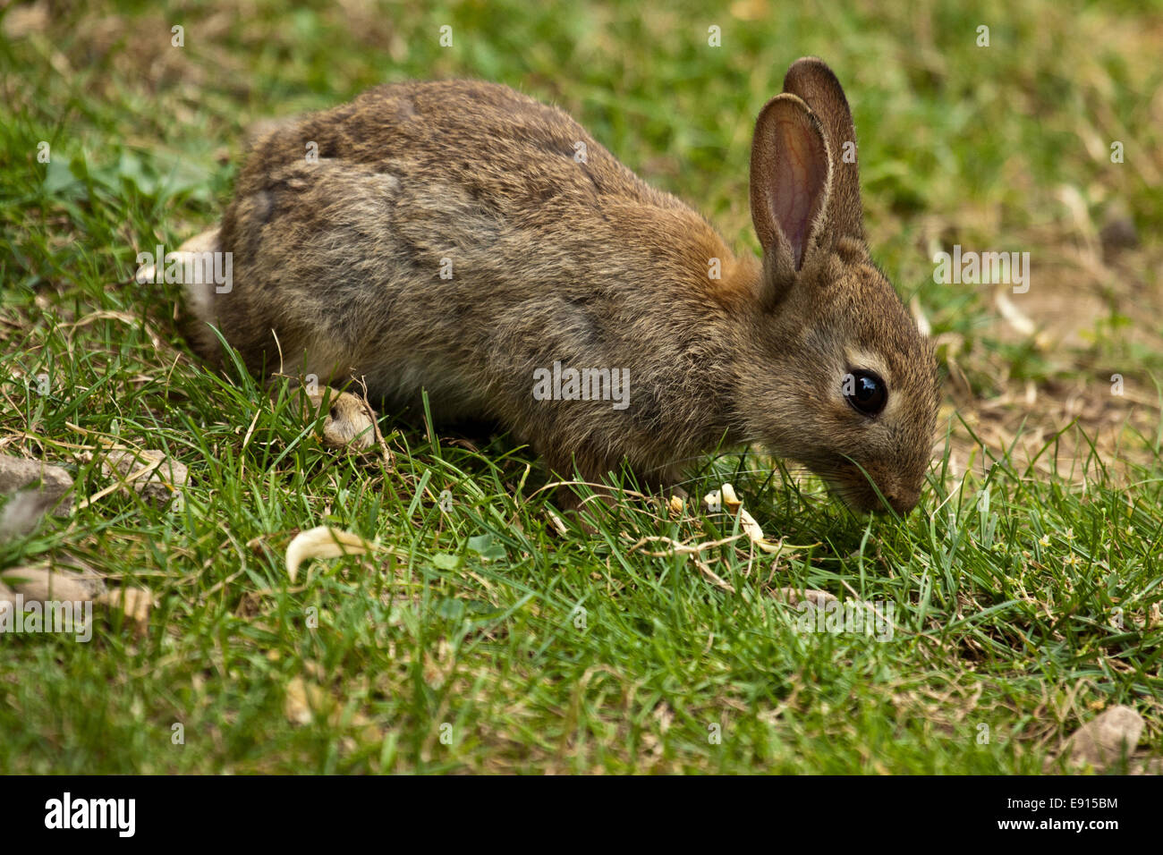 Leporidae pet hi-res stock photography and images - Alamy