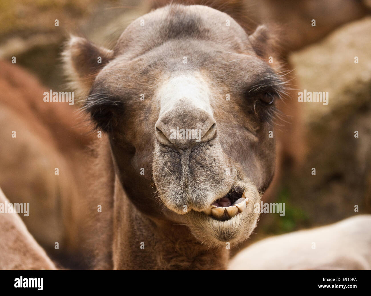 Baktrisches camel hi-res stock photography and images - Alamy