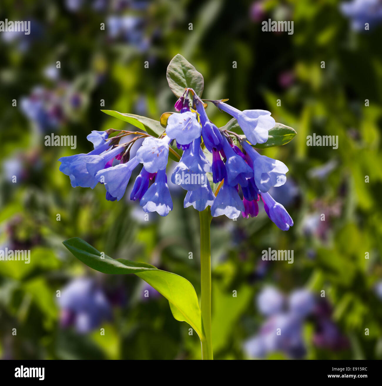 Close up of bluebells in April Stock Photo - Alamy