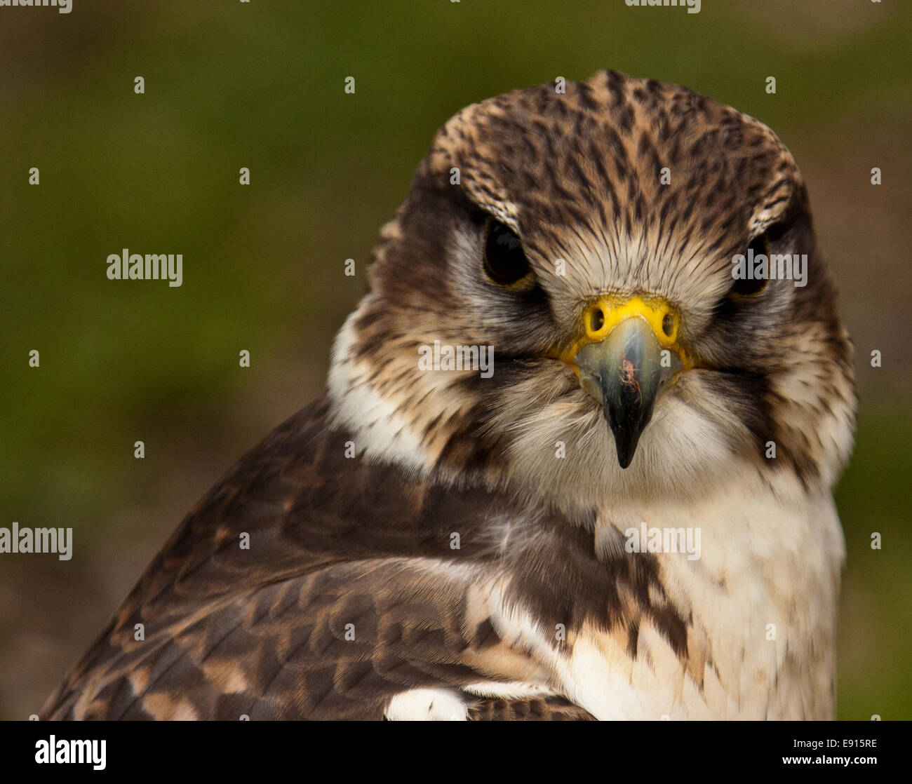 Saker park hi-res stock photography and images - Alamy