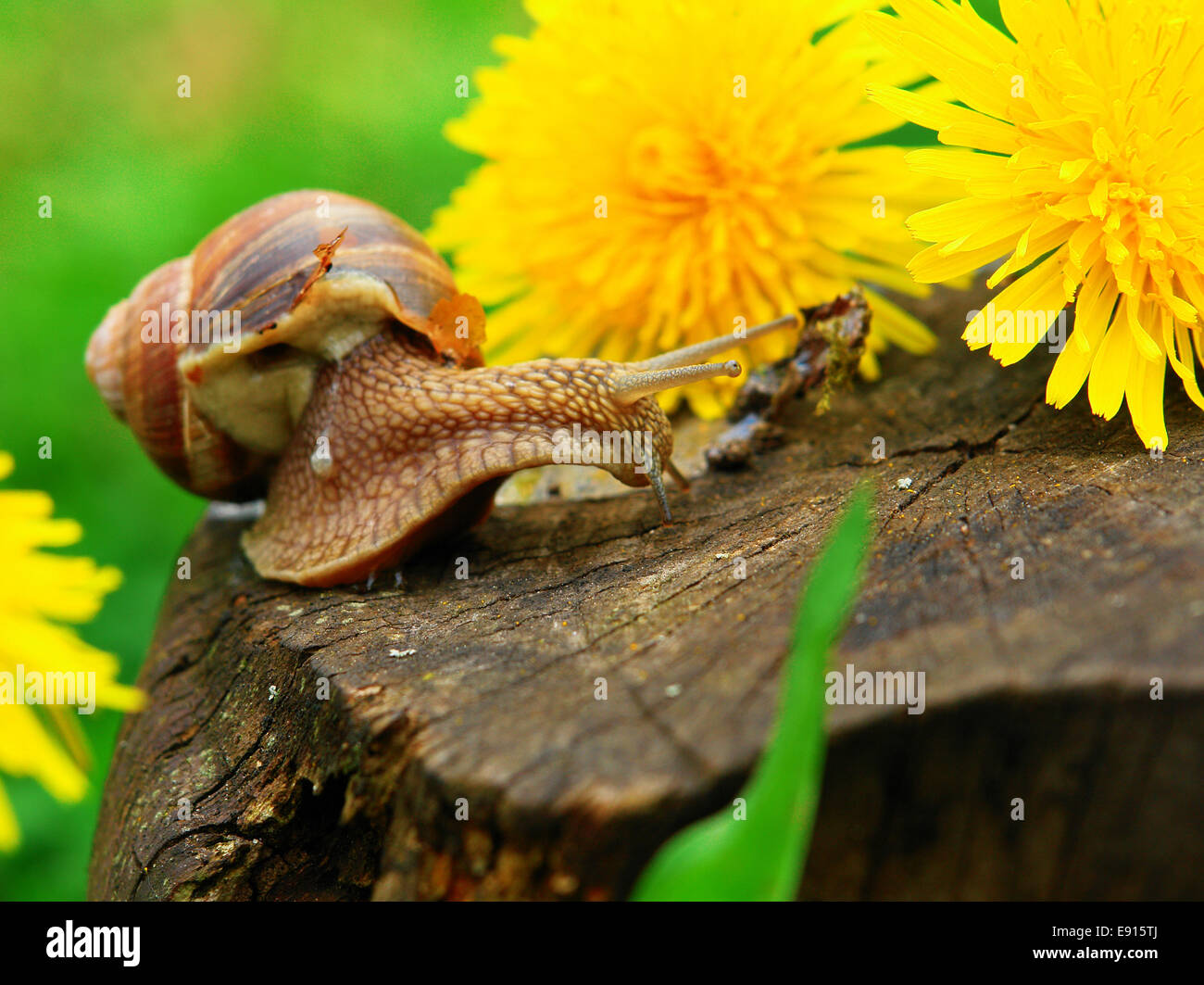 Snail trail hi-res stock photography and images - Alamy