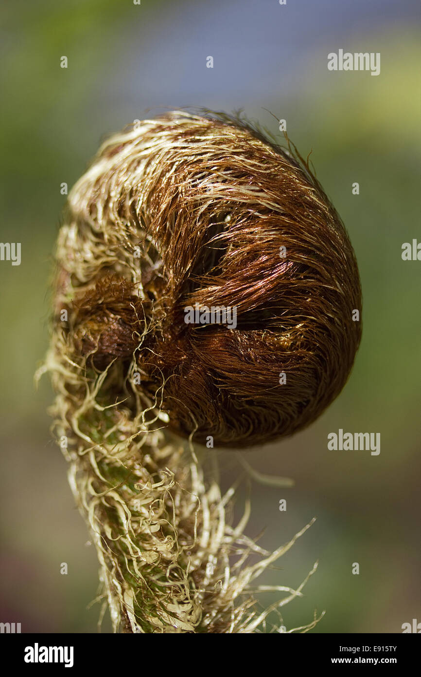 Fern swirl hi-res stock photography and images - Alamy