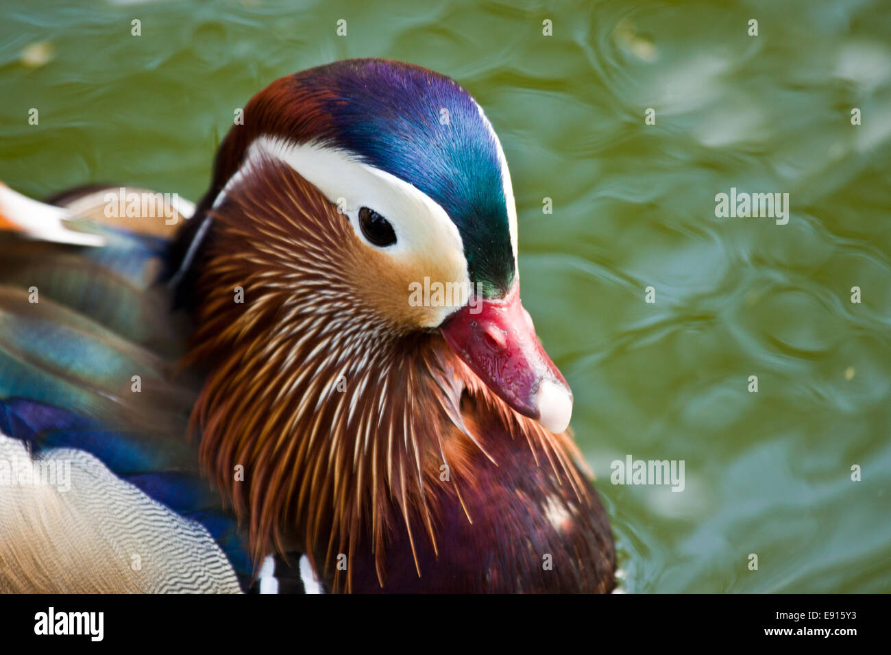 Mandarin Duck, perching duck Stock Photo - Alamy