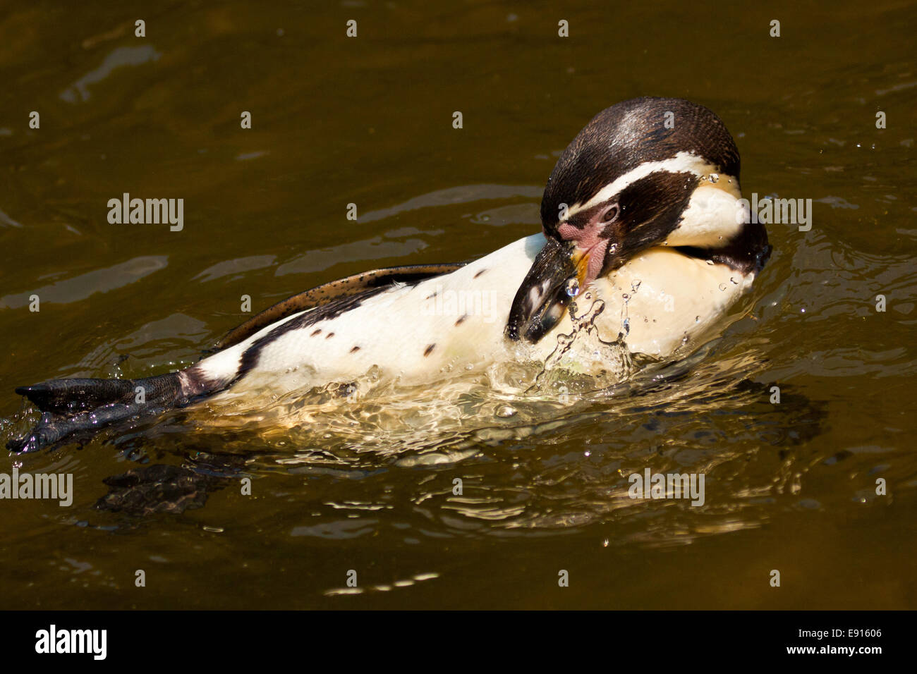 Humboldt Penguin, Peruvian Penguin Stock Photo - Alamy