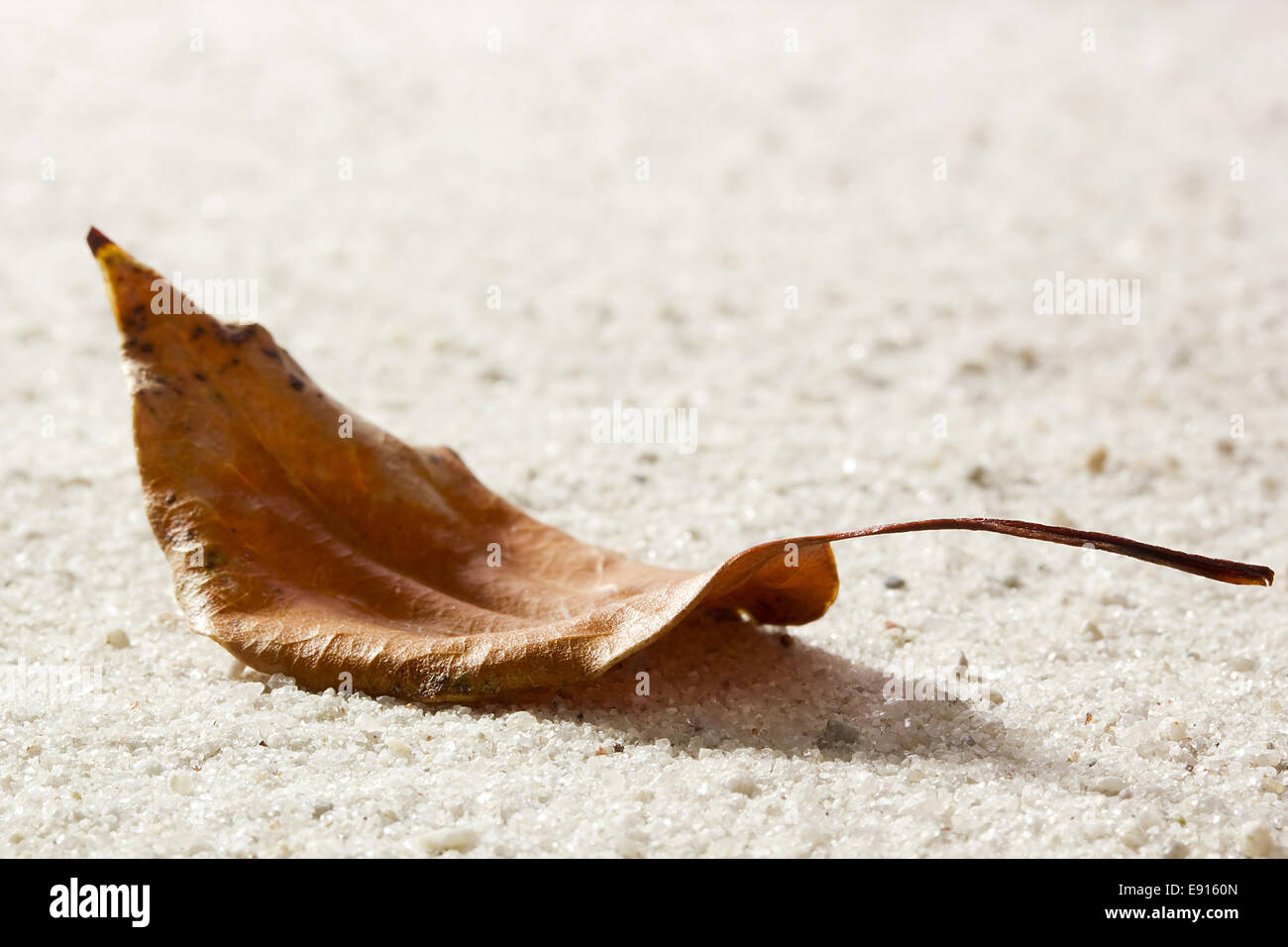 Single leaf falling hi-res stock photography and images - Alamy