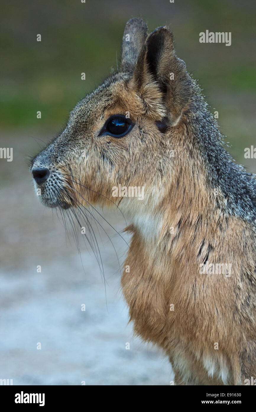 Mara maras hi-res stock photography and images - Alamy