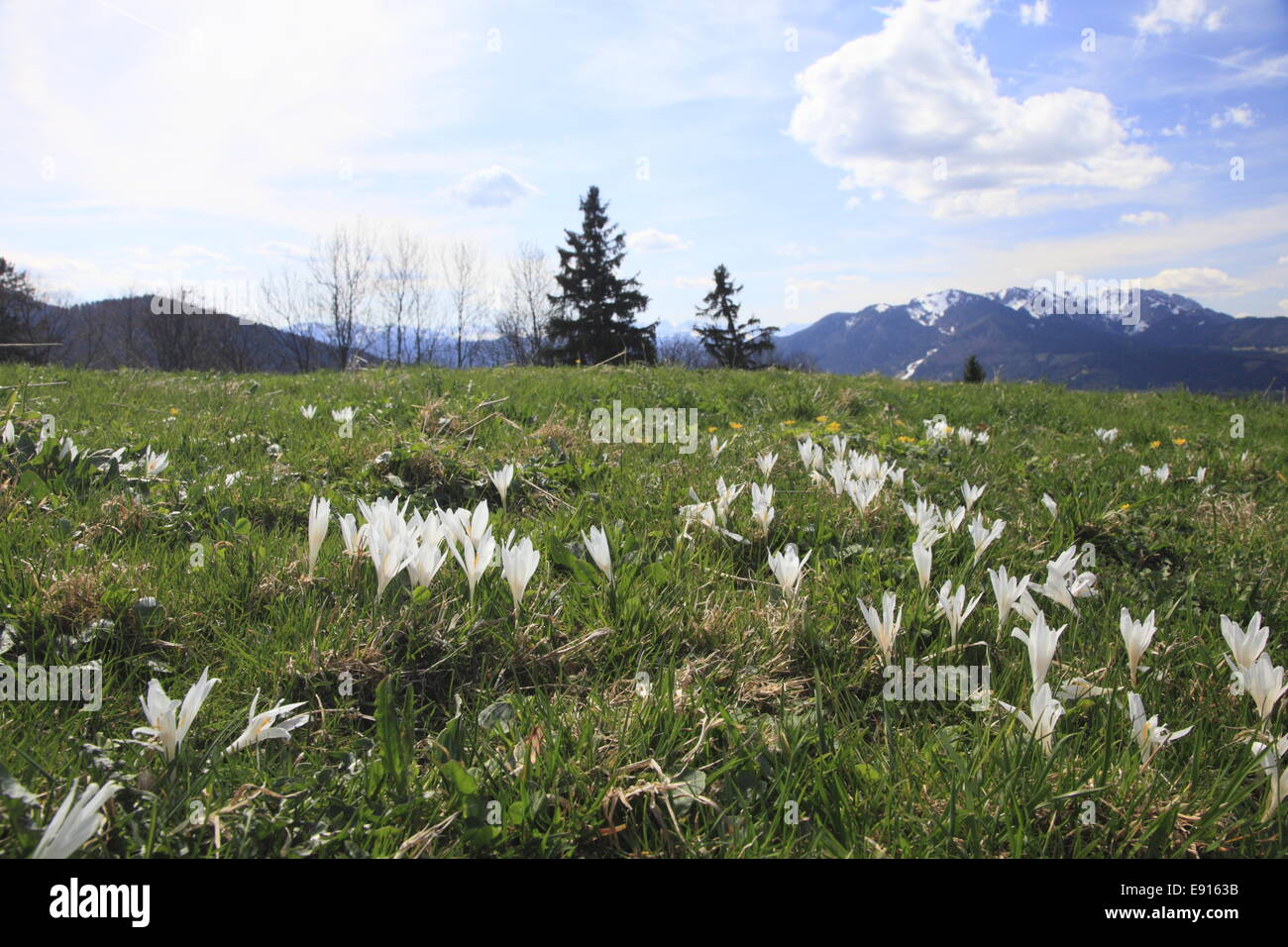 Alm spring hi-res stock photography and images - Alamy